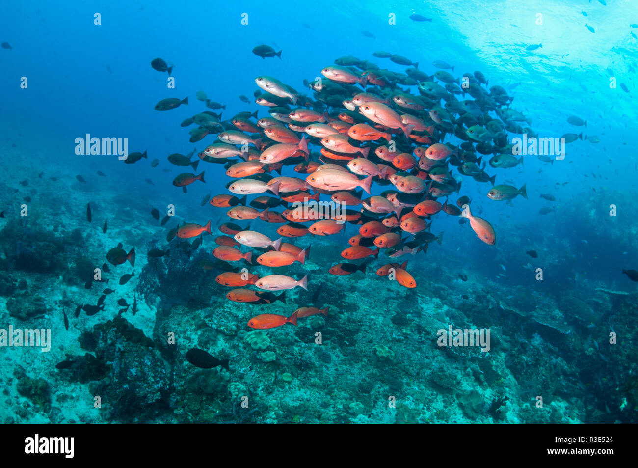 School of slender pinjalo fish hi-res stock photography and images - Alamy