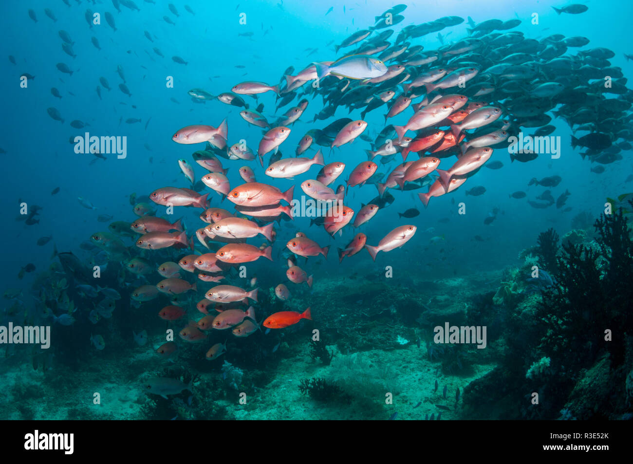 Shoal of Slender pinjalo snappers, White-spot pinjalo snapper or Red ...