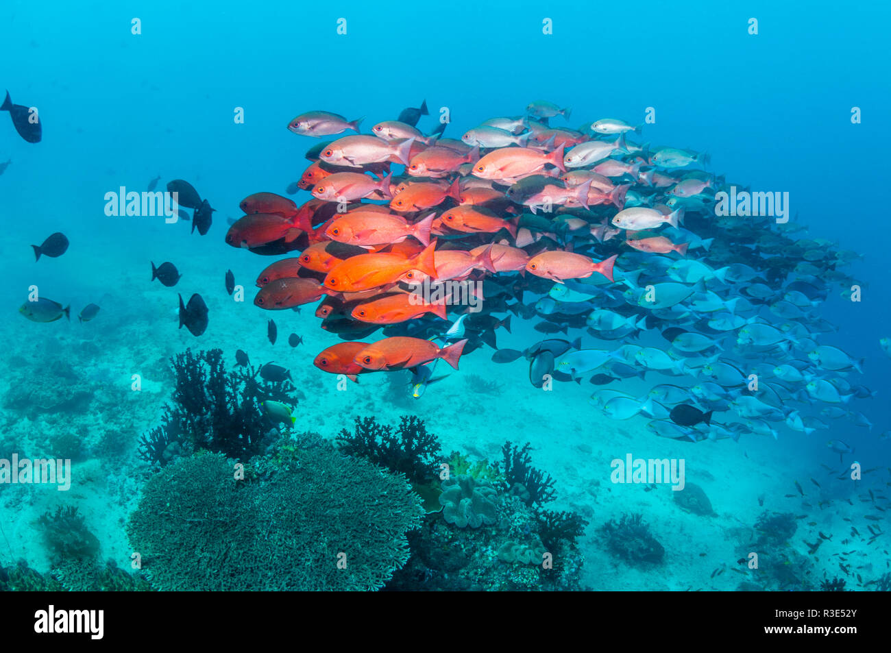 Shoal of Slender pinjalo snappers, White-spot pinjalo snapper or Red ...