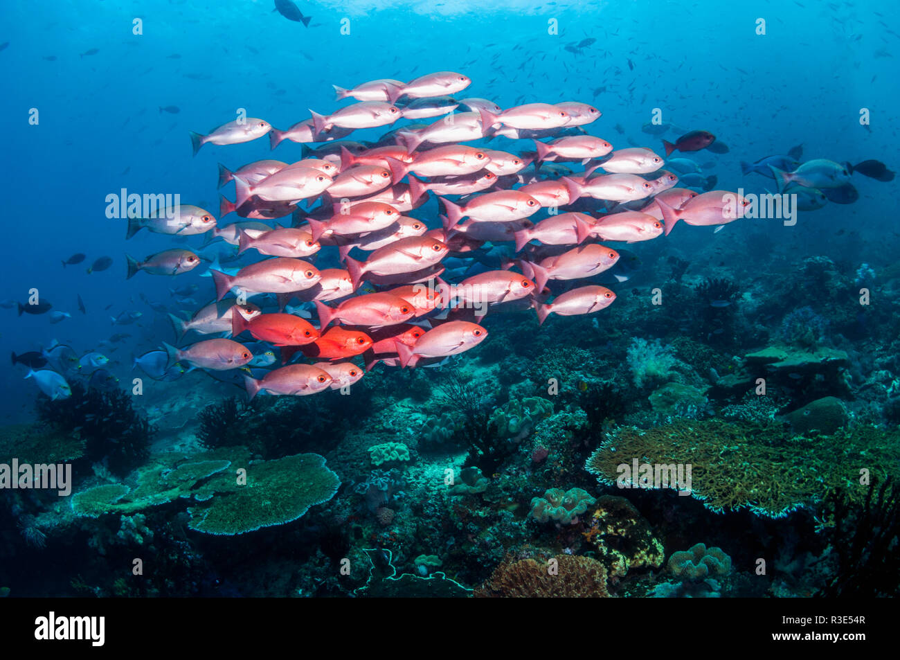 Shoal of Slender pinjalo snappers, White-spot pinjalo snapper or Red ...