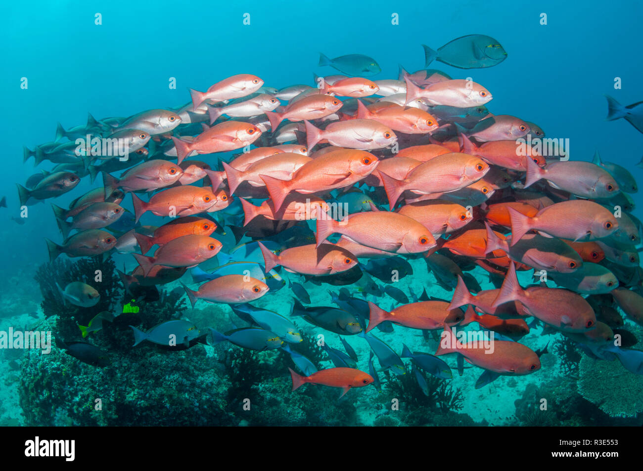 Shoal of Slender pinjalo snappers, White-spot pinjalo snapper or Red ...