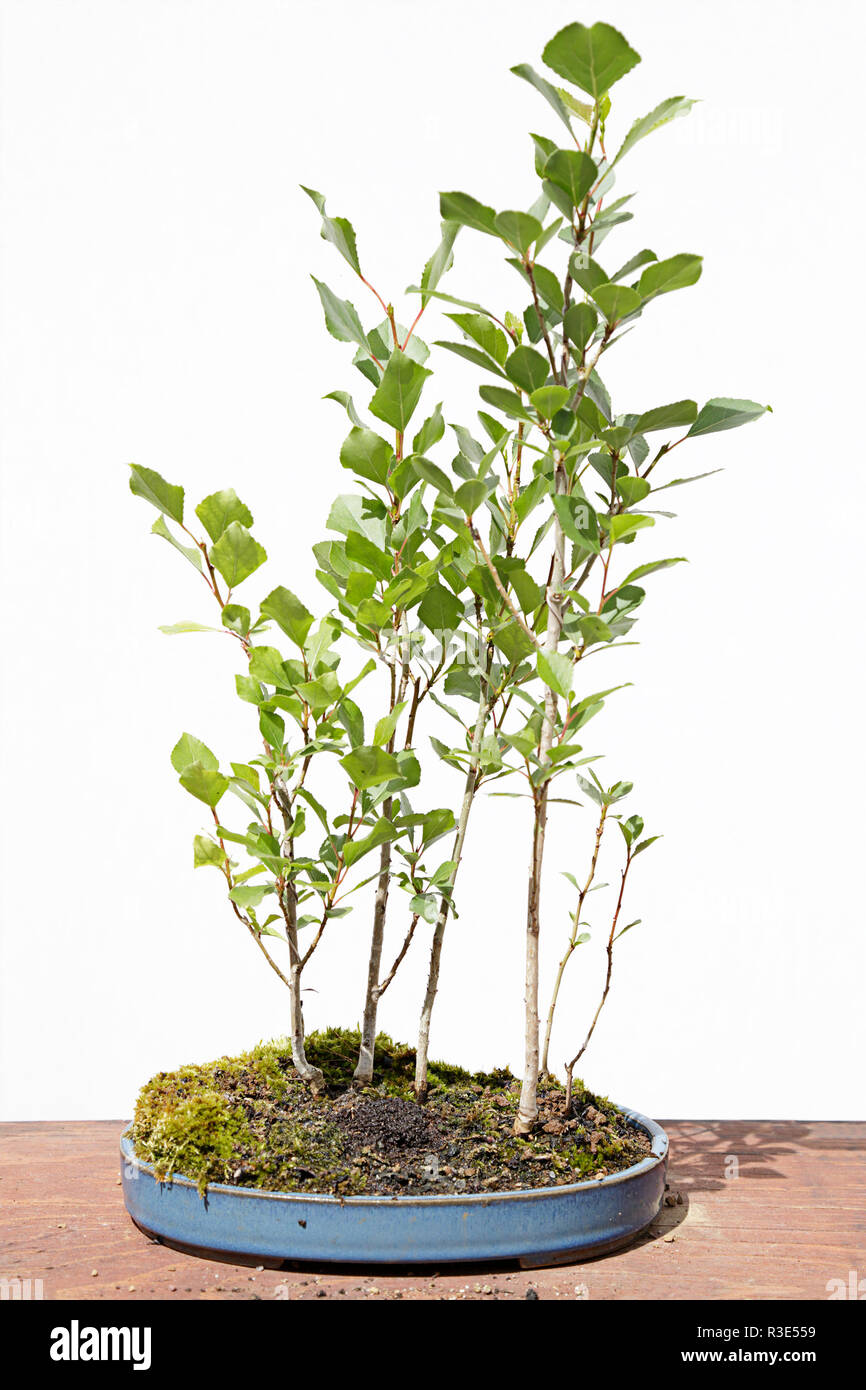Black poplar (populus nigra) bonsai on a wooden table and white ...