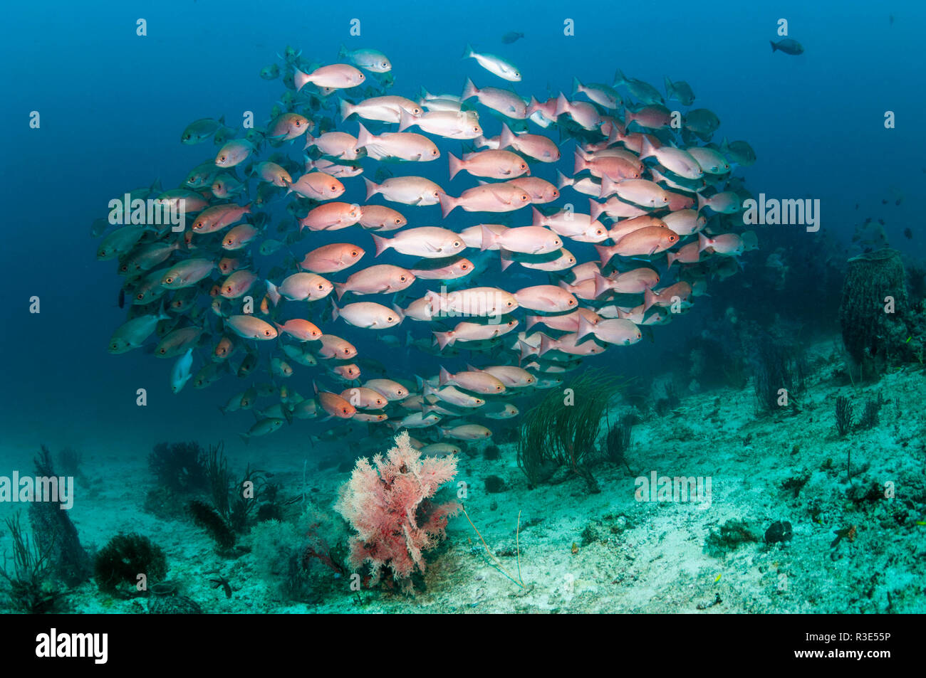 Shoal of Slender pinjalo snappers, White-spot pinjalo snapper or Red ...