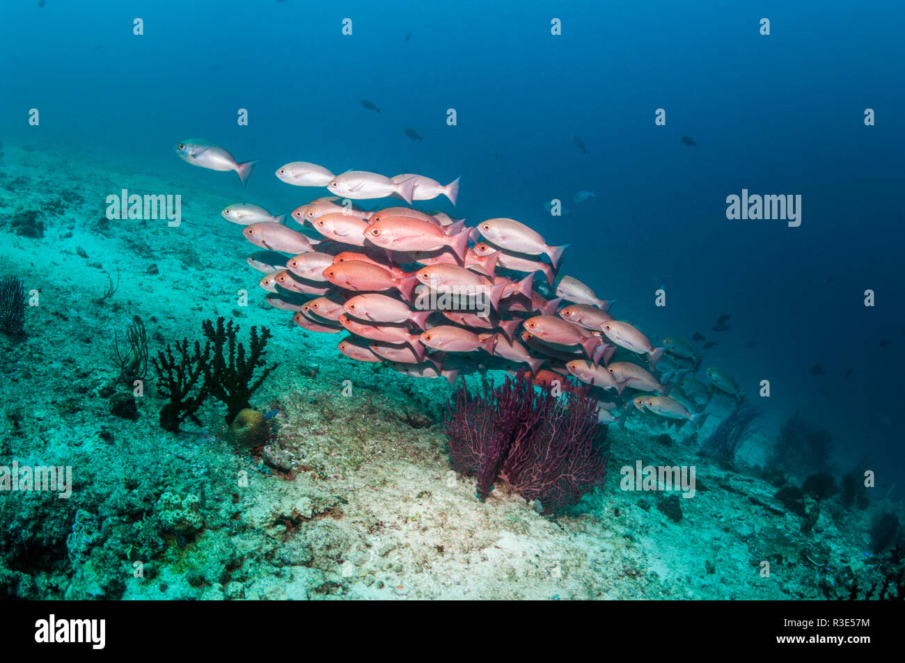 Shoal of Slender pinjalo snappers, White-spot pinjalo snapper or Red ...