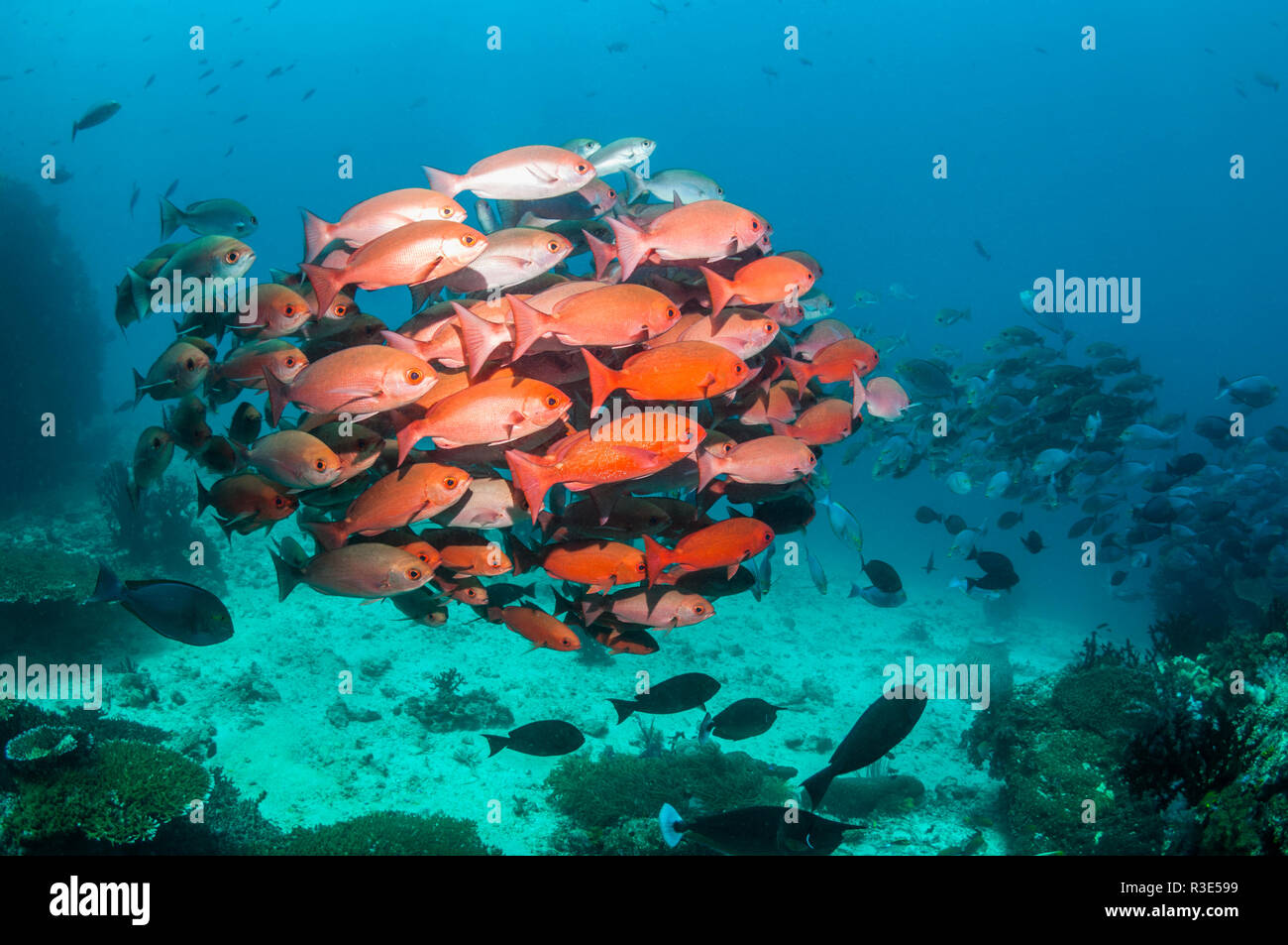 Shoal of Slender pinjalo snappers, White-spot pinjalo snapper or Red ...