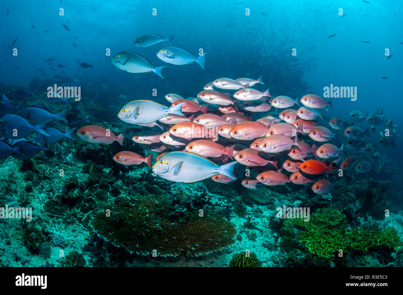 Pinjalo snapper indonesia hi-res stock photography and images - Alamy