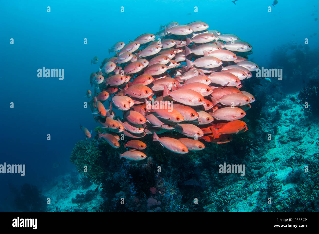 Shoal of Slender pinjalo snappers, White-spot pinjalo snapper or Red ...
