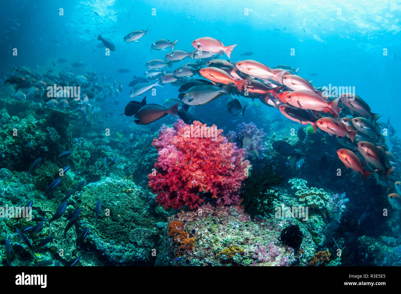 Shoal of Slender pinjalo snappers, White-spot pinjalo snapper or Red ...