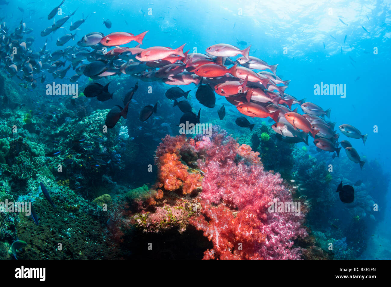Red snapper swimming hi-res stock photography and images - Alamy