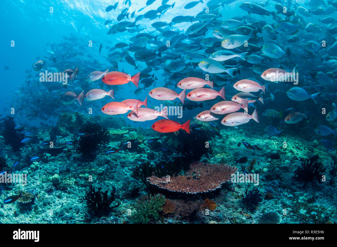 Shoal of Slender pinjalo snappers, White-spot pinjalo snapper or Red ...
