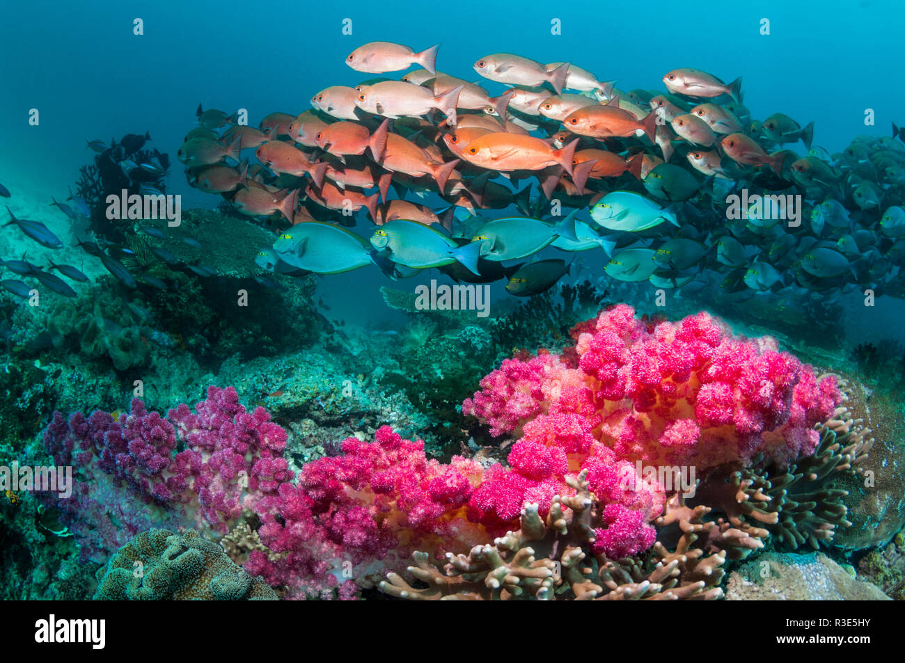 Shoal of Slender pinjalo snappers, White-spot pinjalo snapper or Red ...