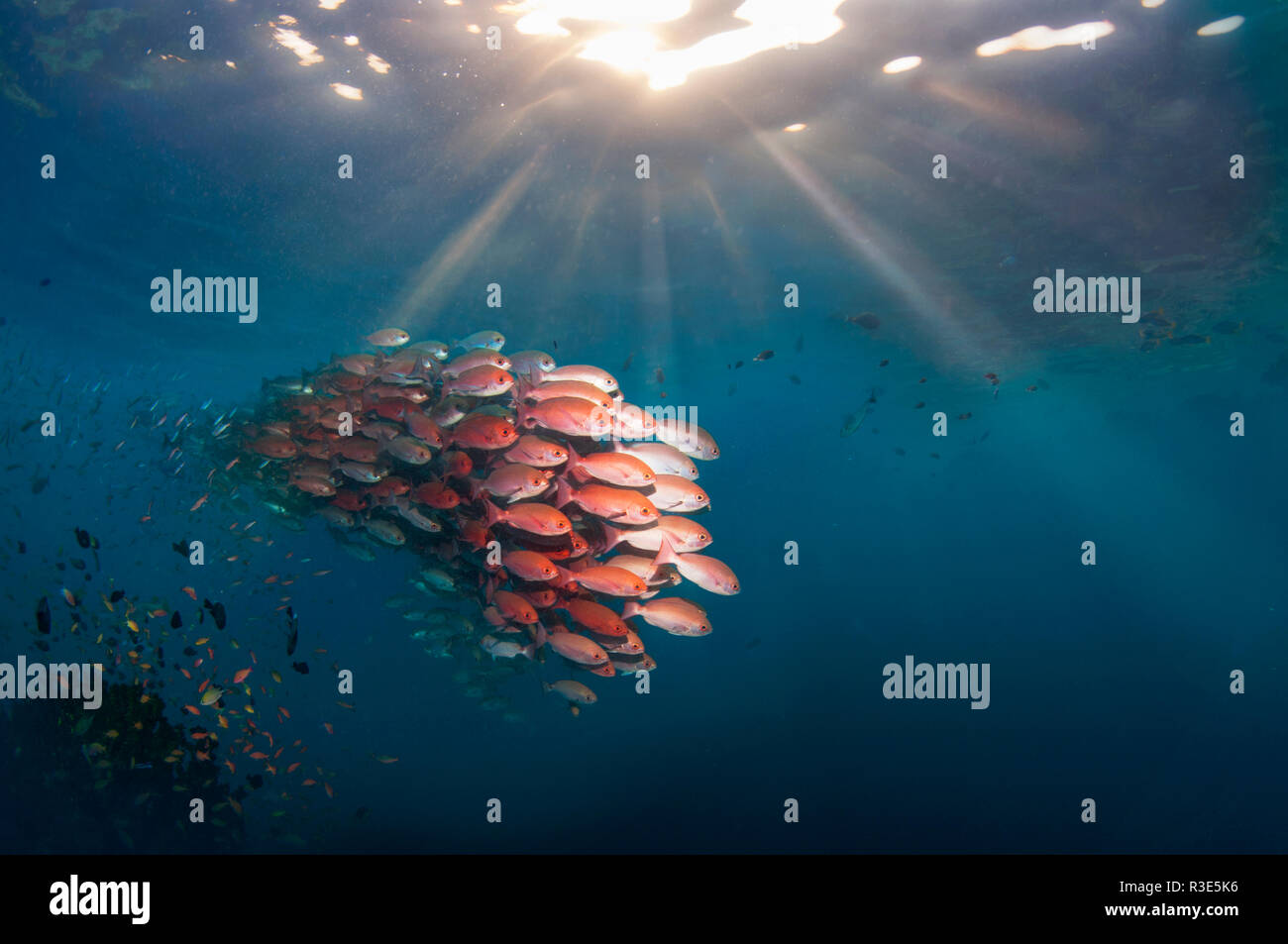 Shoal of Slender pinjalo snappers, White-spot pinjalo snapper or Red ...