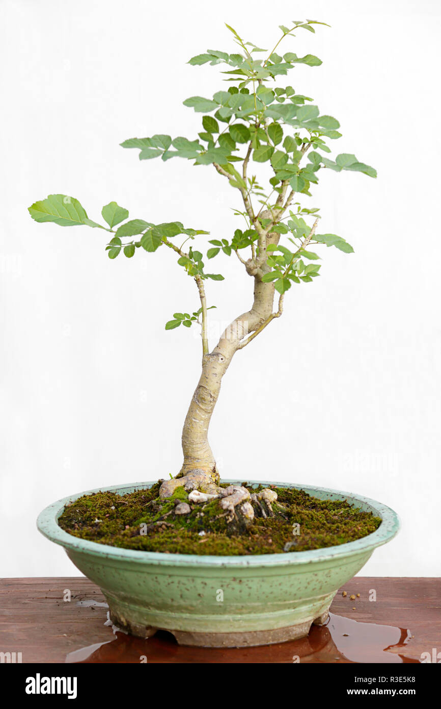 Common ash (fraxinus excelsior) bonsai on a wooden table and white ...