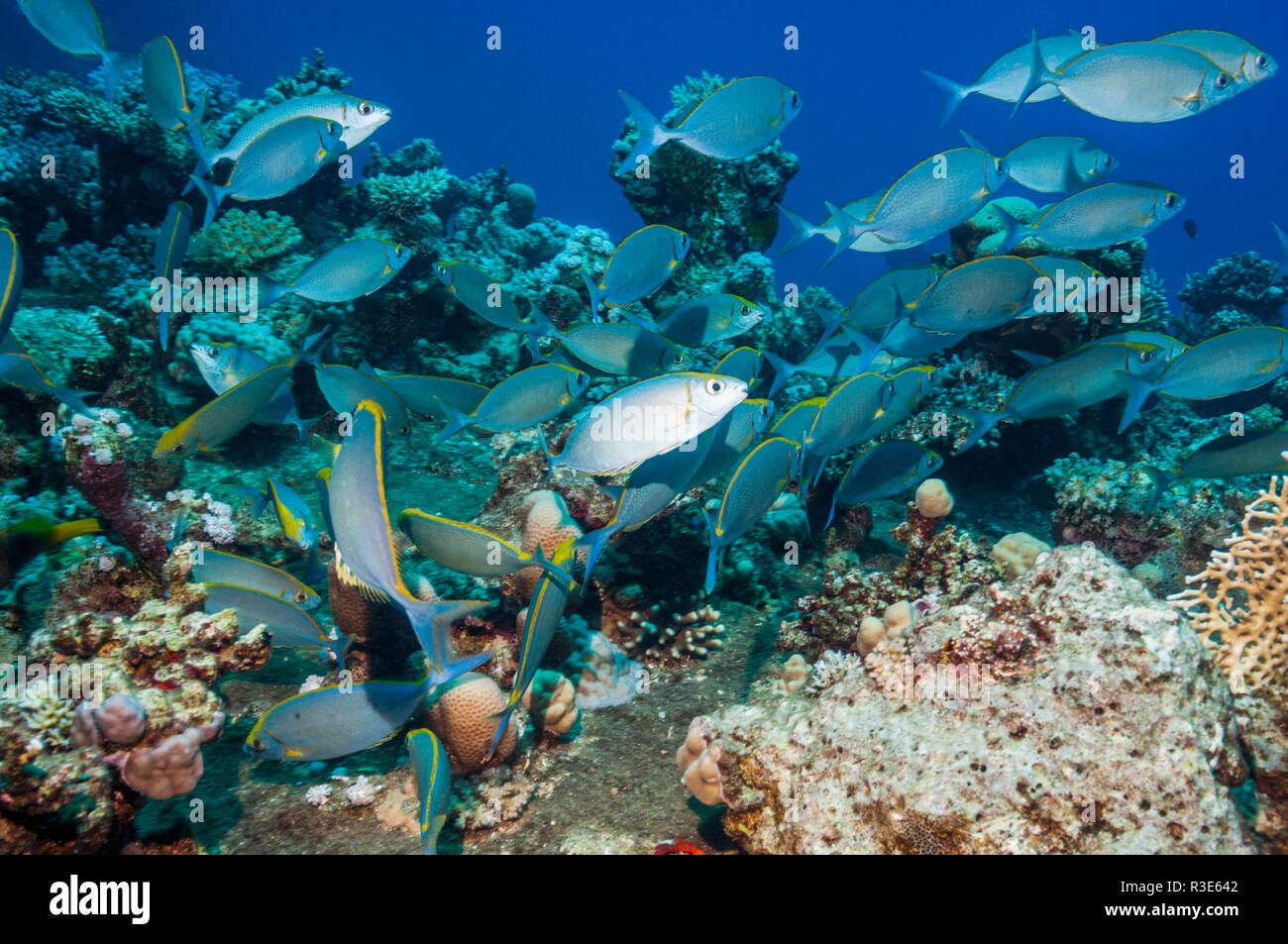 School of Rabbitfish on coral reef. Egypt, Red Sea Stock Photo - Alamy