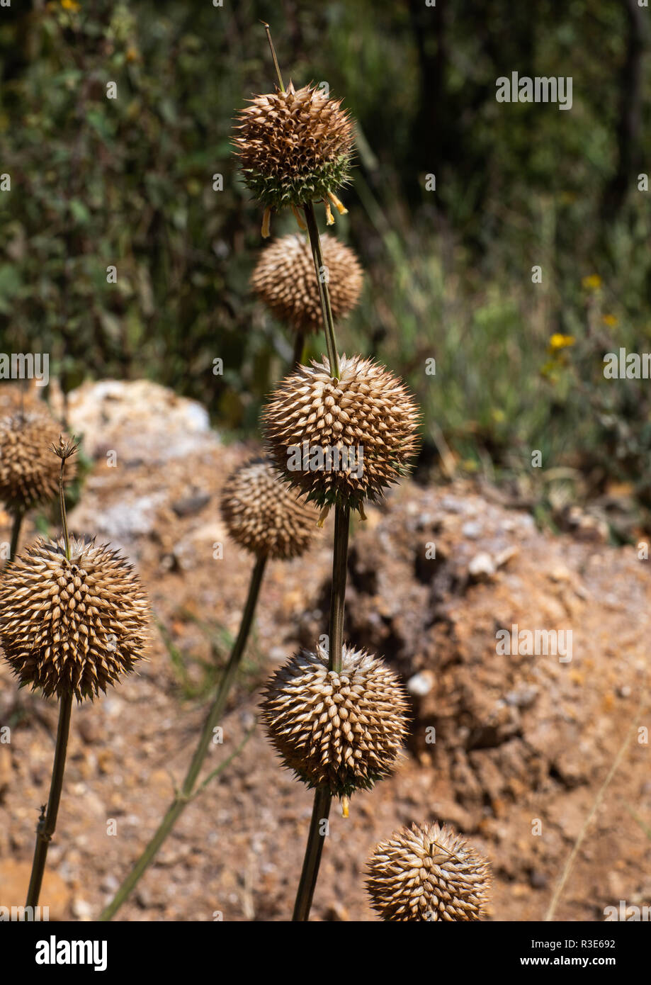Dry thistles , Omo valley, Kibish, Ethiopia Stock Photo - Alamy