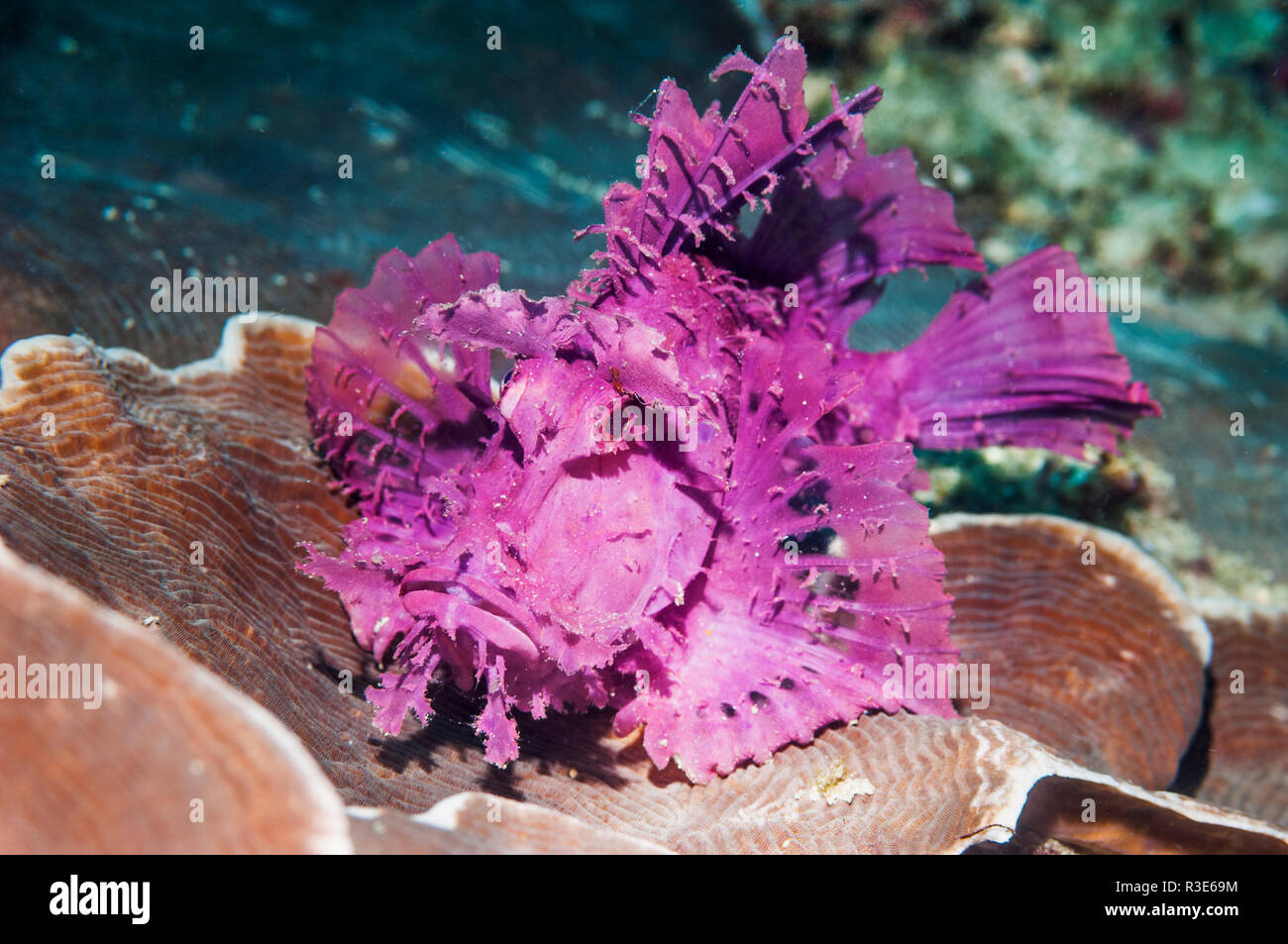 Paddle-flap scorpionfish [Rhinopias eschmeyeri]. Puerto Galera ...