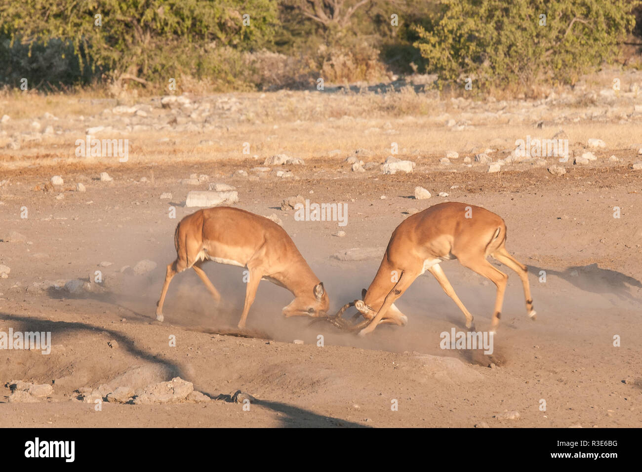 Impala Fighting Horn High Resolution Stock Photography and Images - Alamy