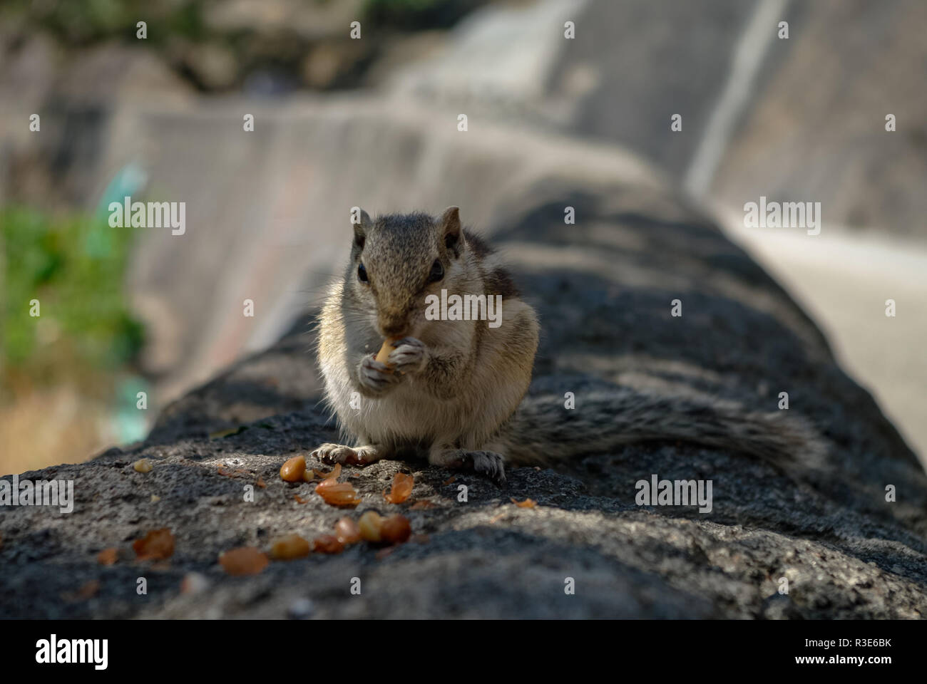 Indian palm squirrel (Funambulus palmarum) eat nuts at Ajanta caves ...