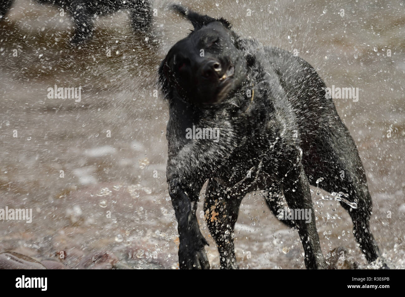 Closeup wet black labrador retriever hi-res stock photography and ...