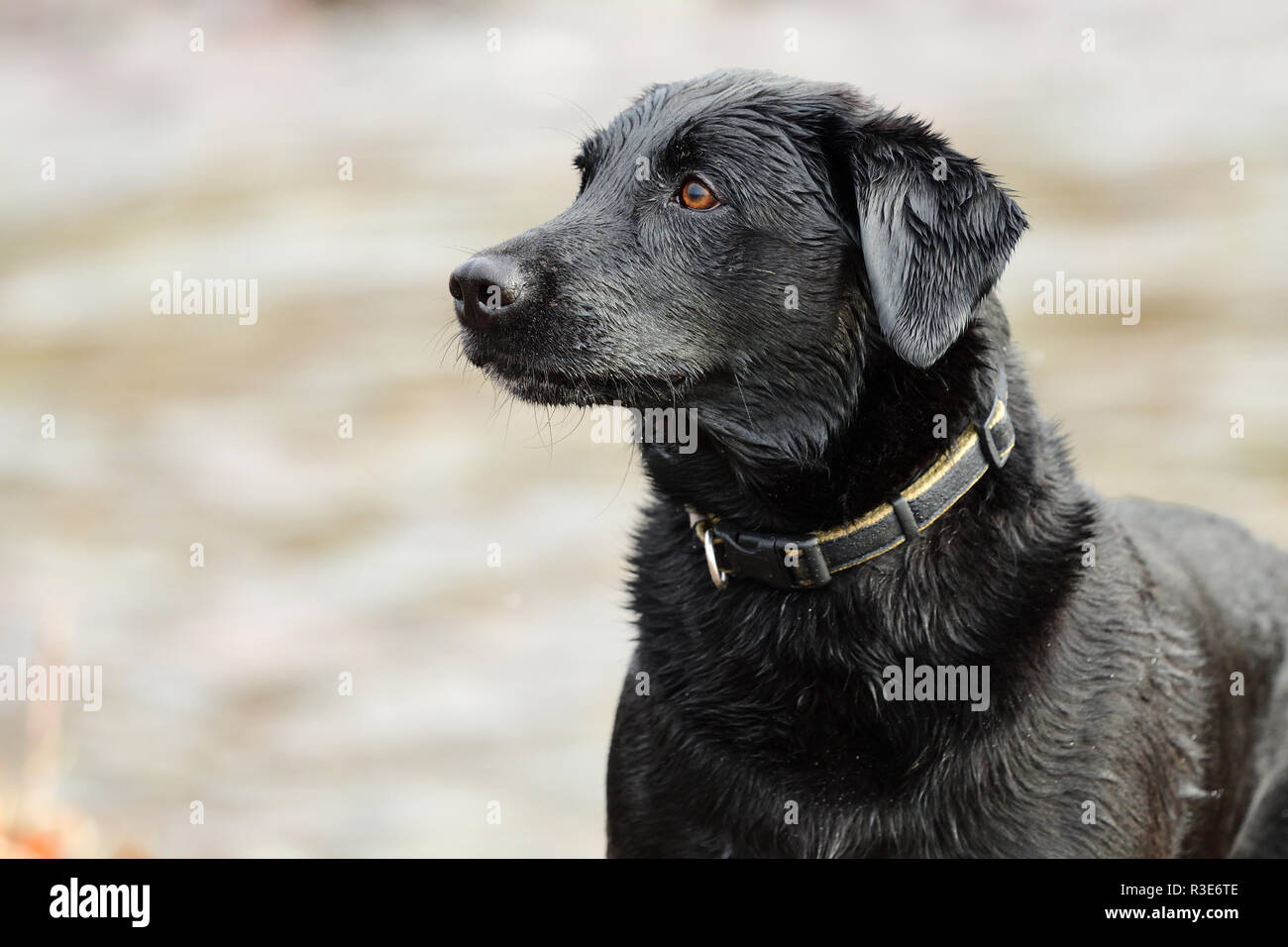 Back labrador hi-res stock photography and images - Alamy