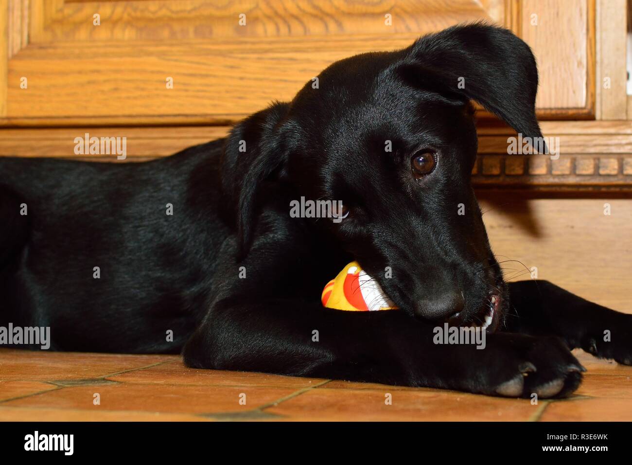 Portrait of a cute black Labrador puppy playing with a ball Stock Photo ...