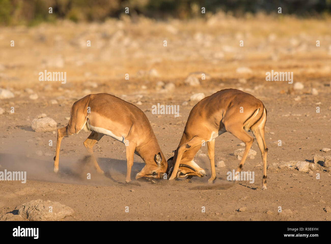 Black faced impala fighting Stock Photo - Alamy