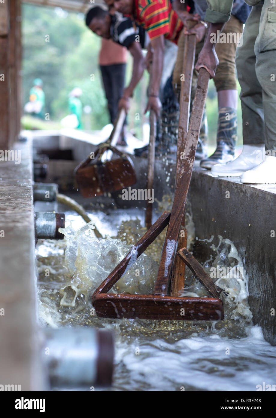 Ethiopian workers washing coffee beans in water, Oromia, Shishinda ...