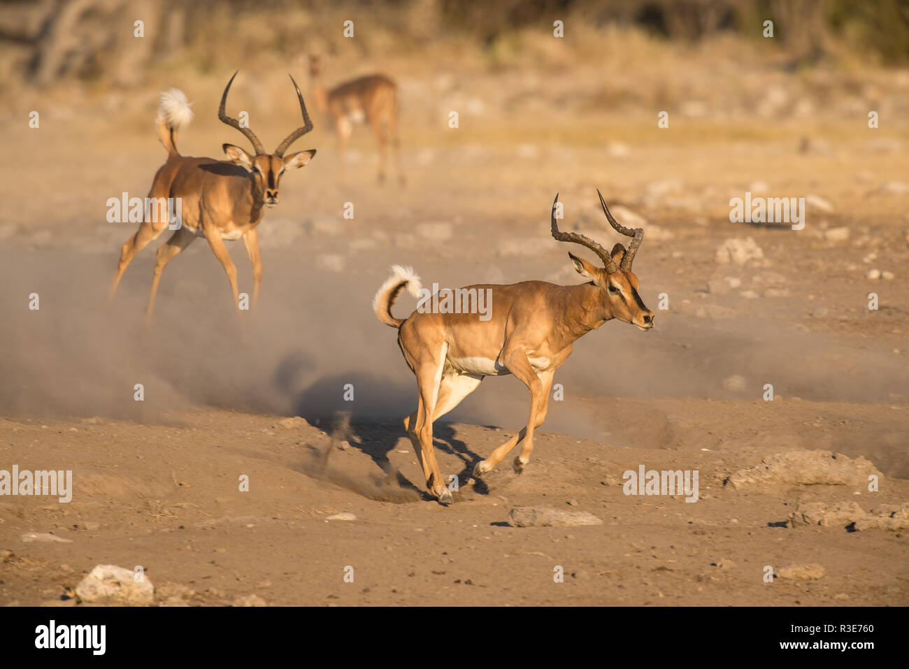 Black faced impala fighting Stock Photo - Alamy