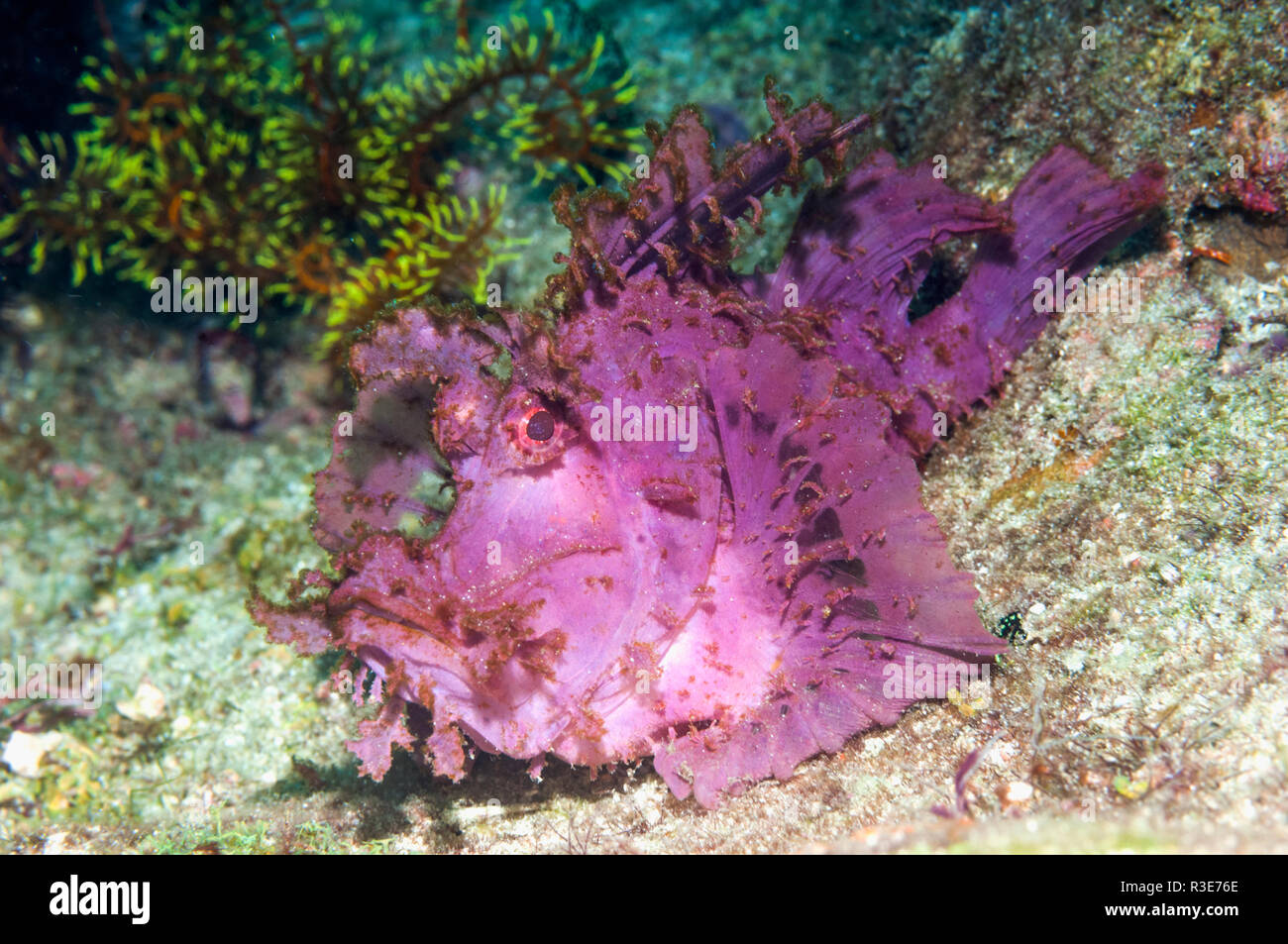 Rhino fish hi-res stock photography and images - Alamy