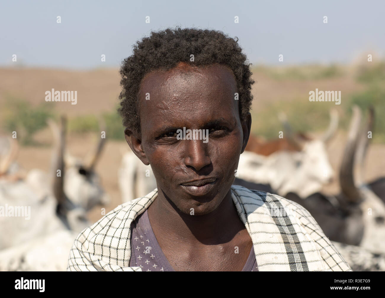 Portrait of an afar tribe man with his cows, Afar region, Semera ...