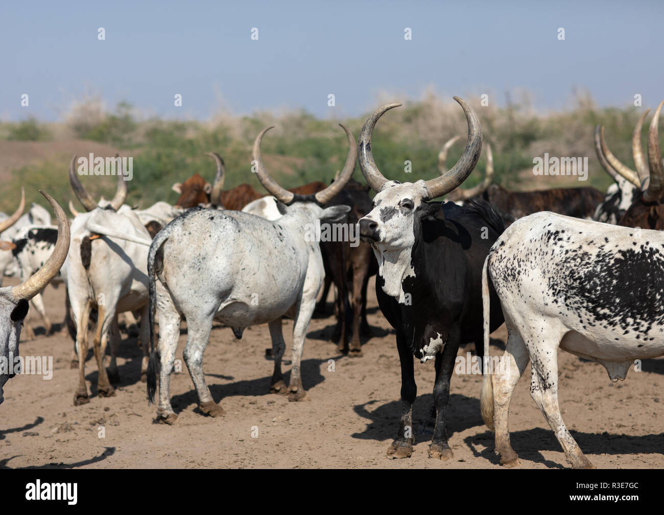 Cows in an arid area, Afar region, Semera, Ethiopia Stock Photo - Alamy