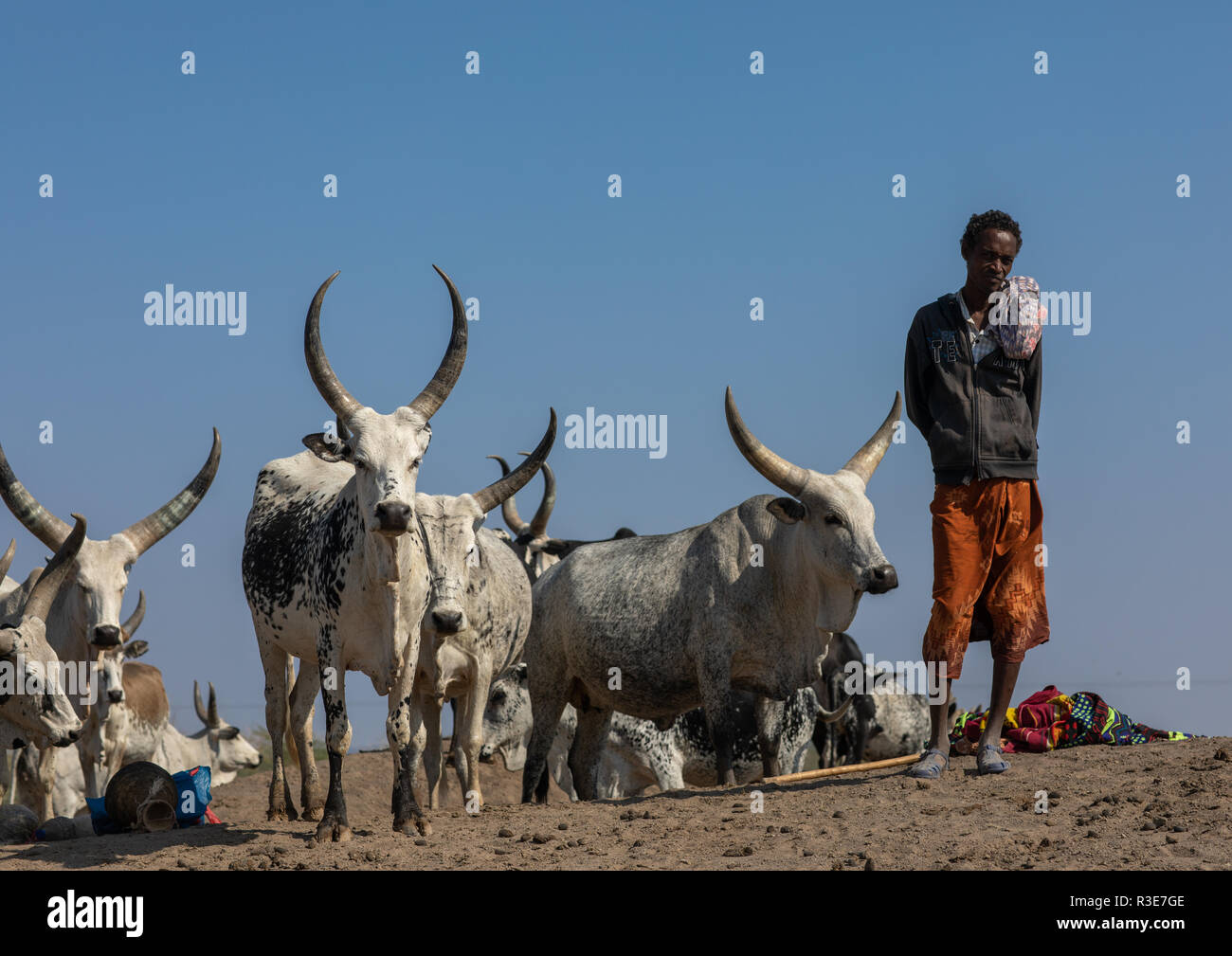Afar tribe man with his cows, Afar region, Semera, Ethiopia Stock Photo ...