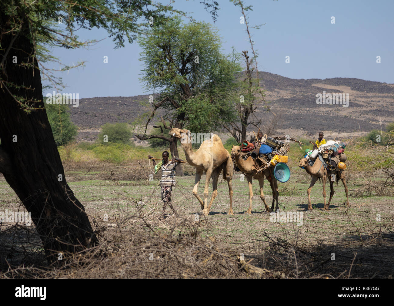 Afar people leading a camel caravan, Afar region, Semera, Ethiopia ...