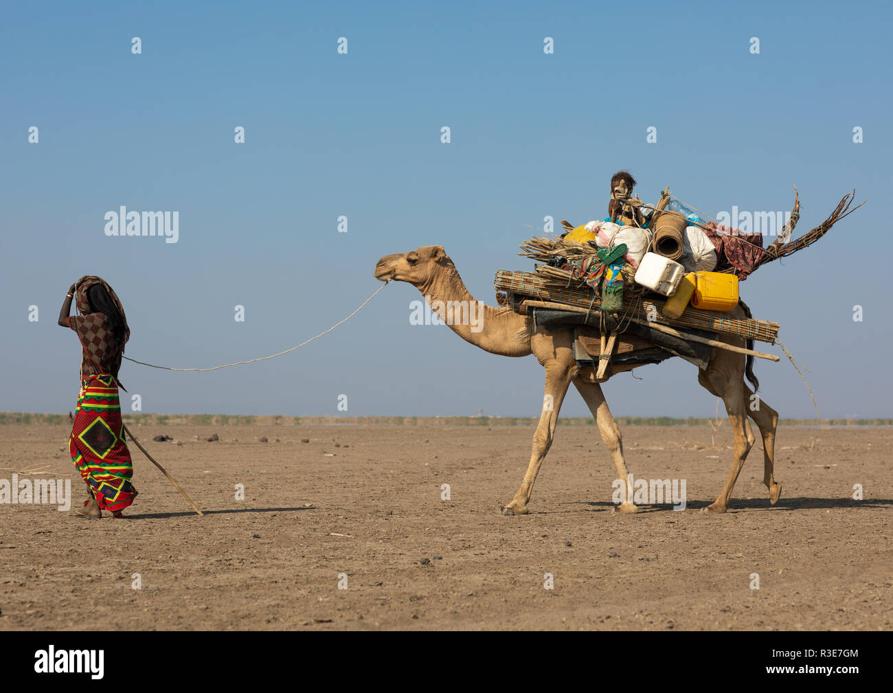 Afar people leading a camel caravan, Afar region, Semera, Ethiopia ...