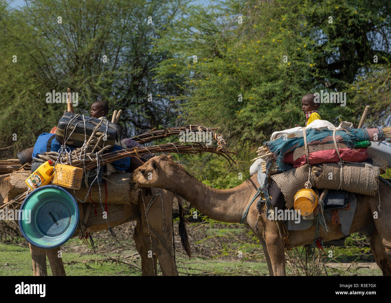Afar people leading a camel caravan, Afar region, Semera, Ethiopia ...