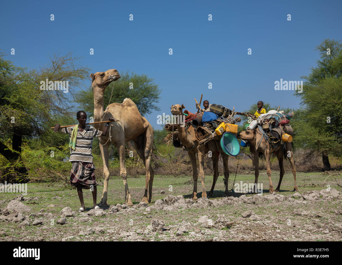 Afar man leading a camel caravan, Afar region, Semera, Ethiopia Stock ...