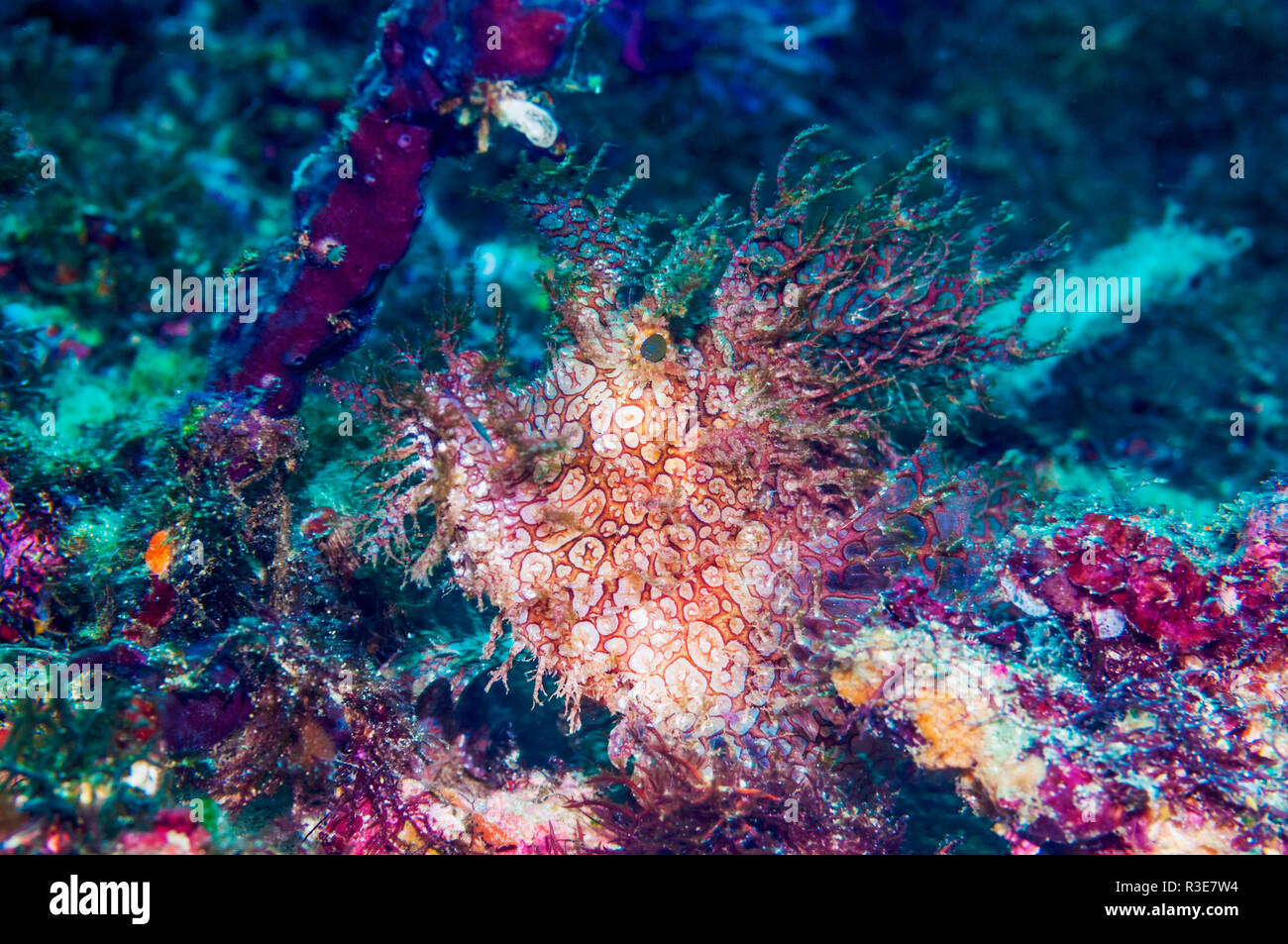 Weedy scorpionfish [Rhinopias frondosa]. Puerto Valera, Philippines ...