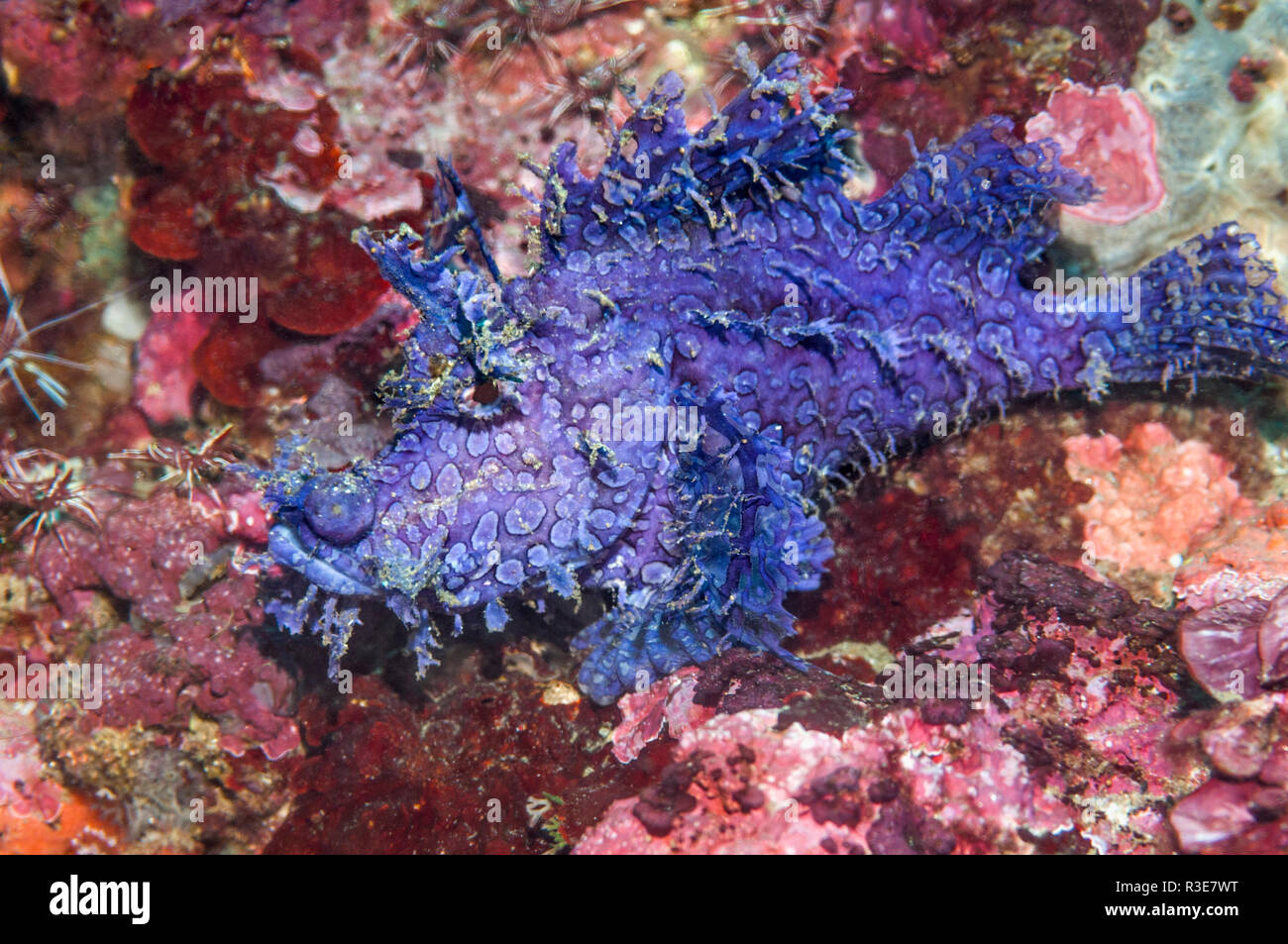 Weedy scorpionfish [Rhinopias frondosa]. Ambon, Indonesia Stock Photo ...