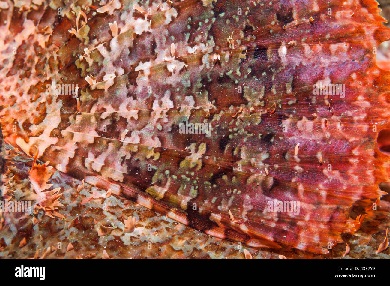 Close up of scorpion skin. Indo-Pacific Stock Photo - Alamy