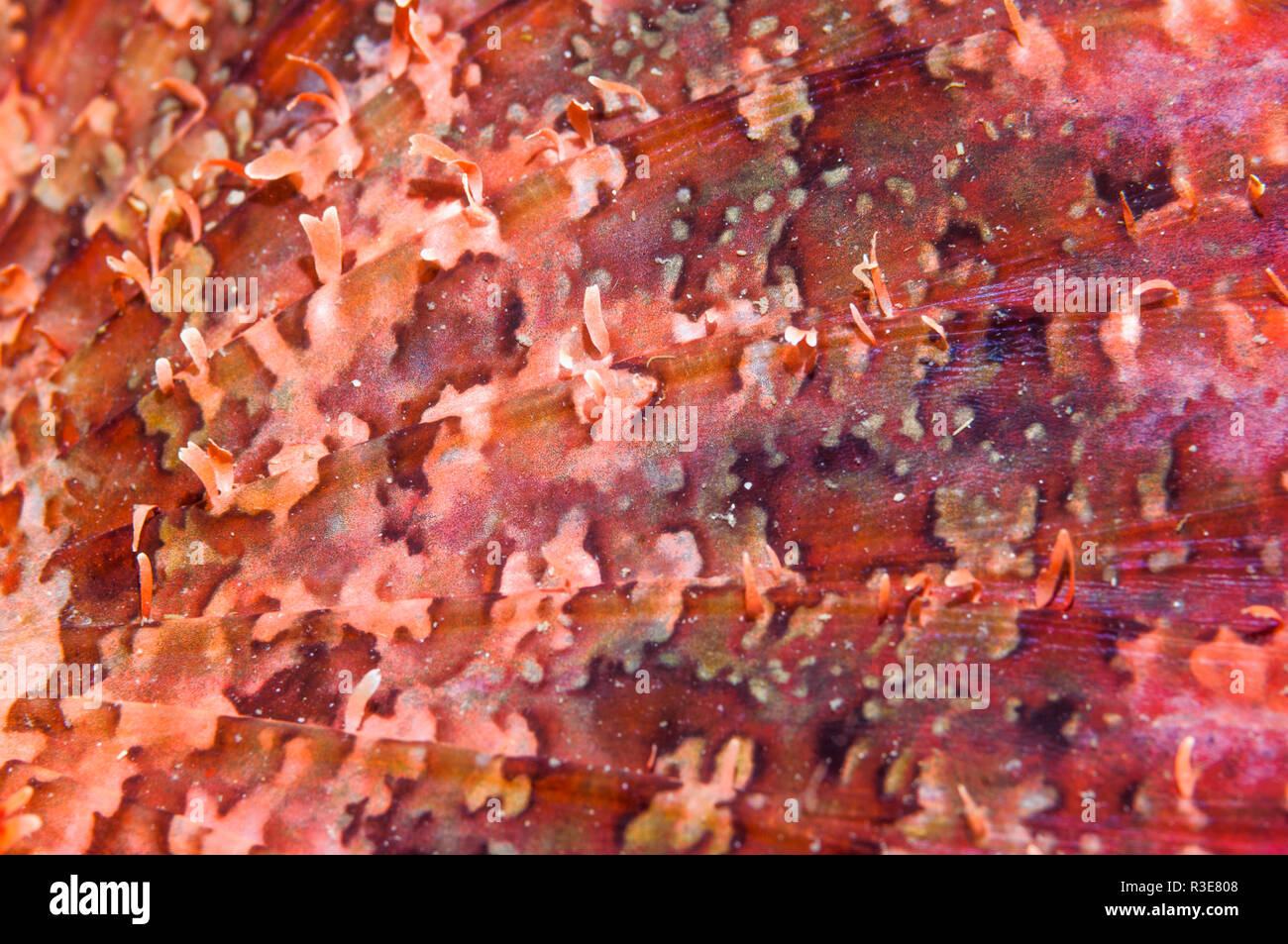 Scorpion detail hi-res stock photography and images - Alamy