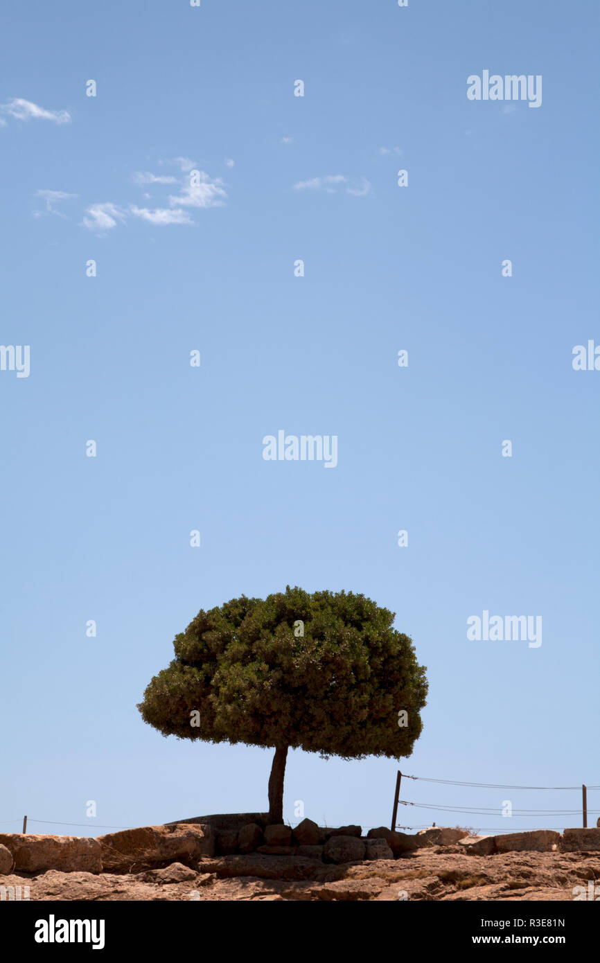 lone tree at site of temple of poseidon sounio attica greece Stock ...