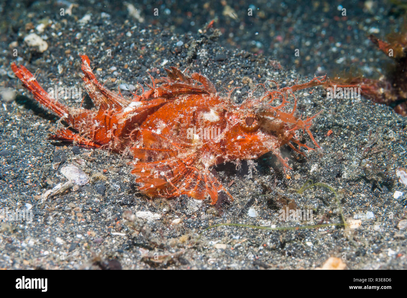 Ambon scorpionfish [Pteroidichthys amboinensis]. Lembeh Strait, North ...
