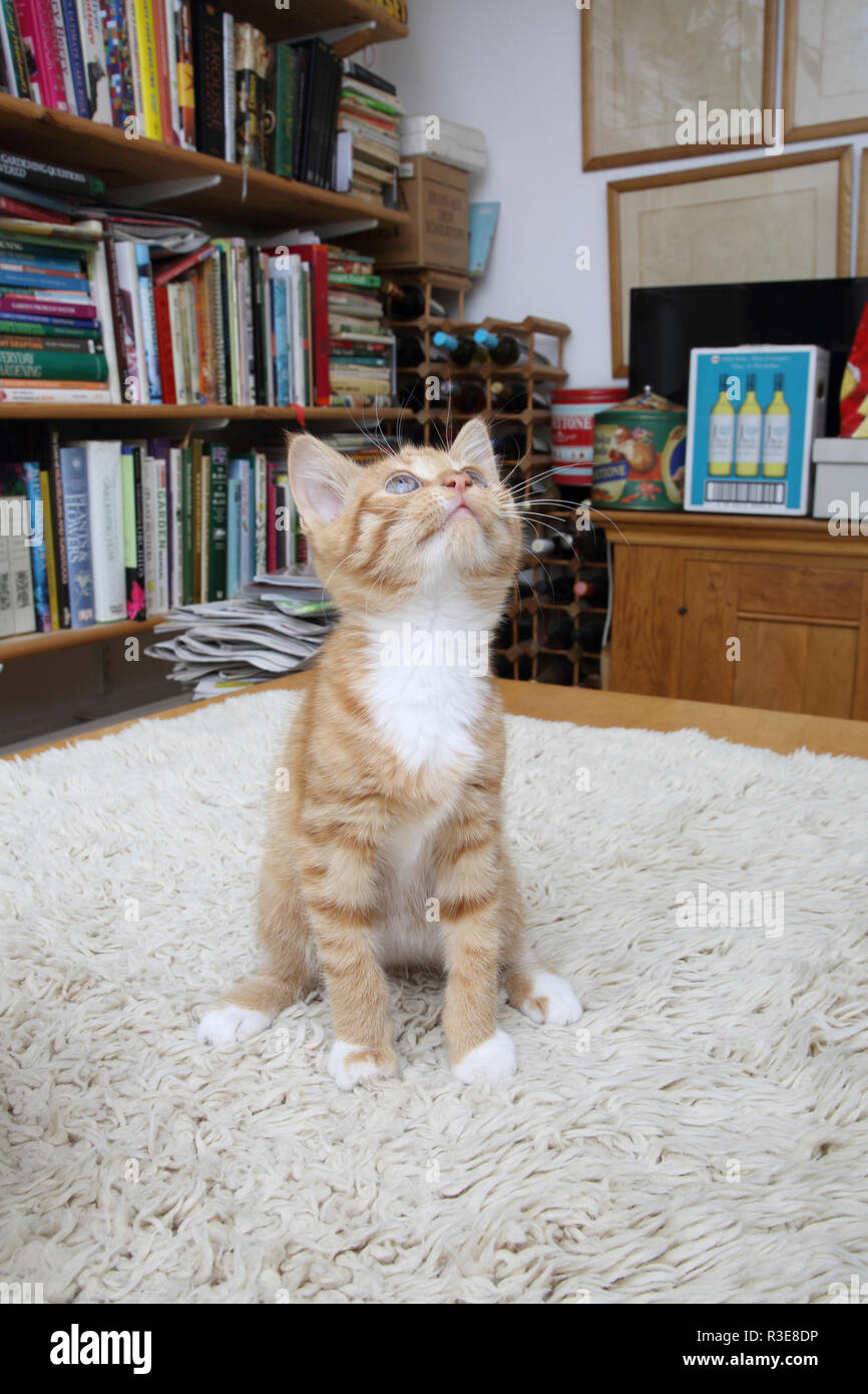 Cat ready to pounce hi-res stock photography and images - Alamy