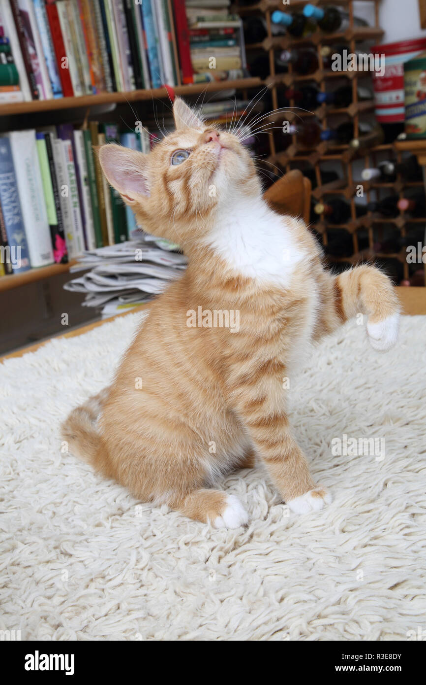 Raising cat hi-res stock photography and images - Alamy