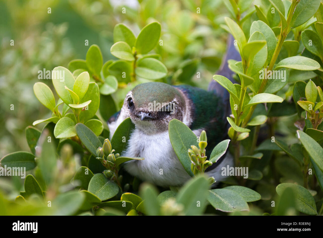 Wallace bird hi-res stock photography and images - Alamy