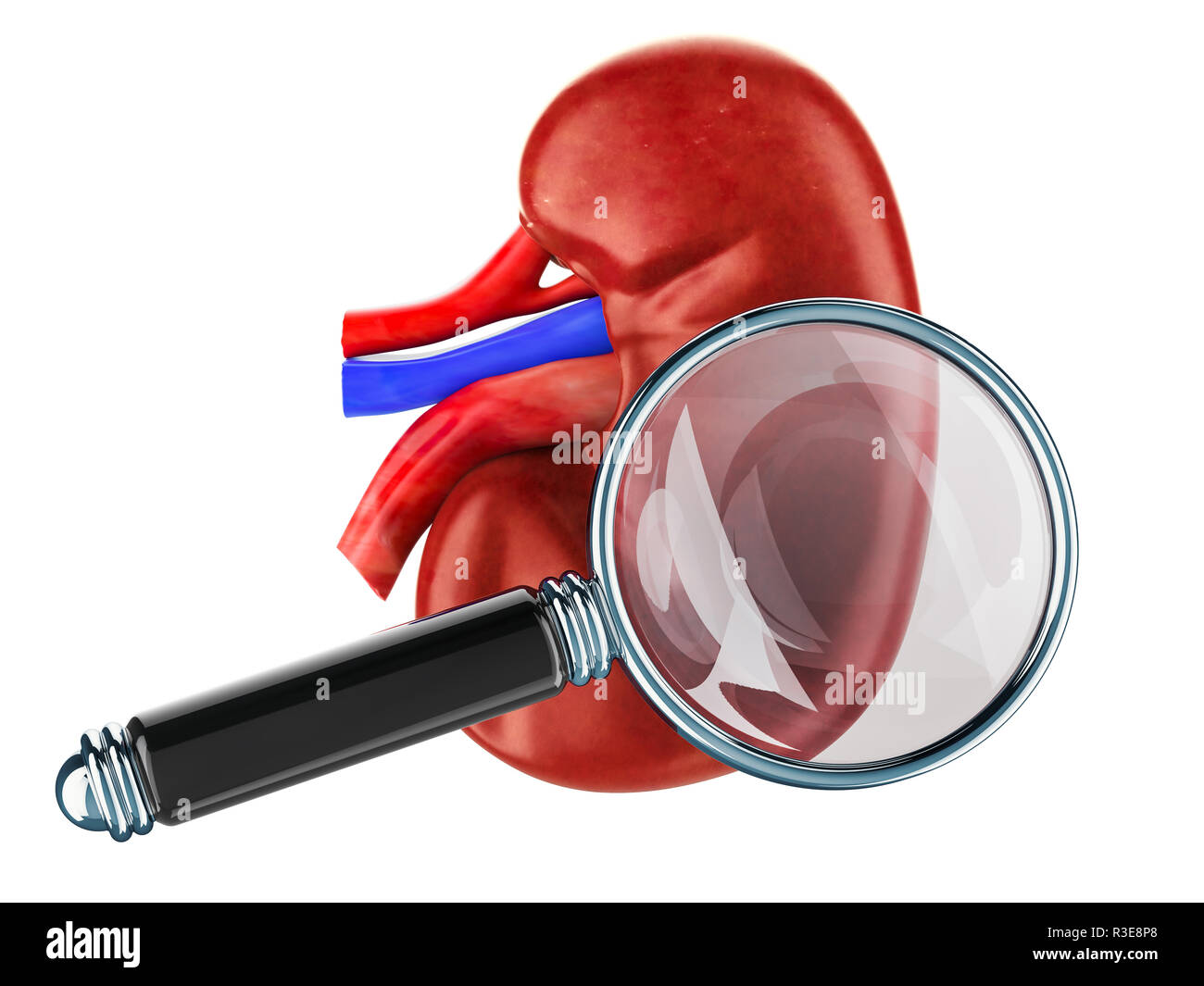 Human kidney with magnifying glass. Research and diagnosis of kidney ...