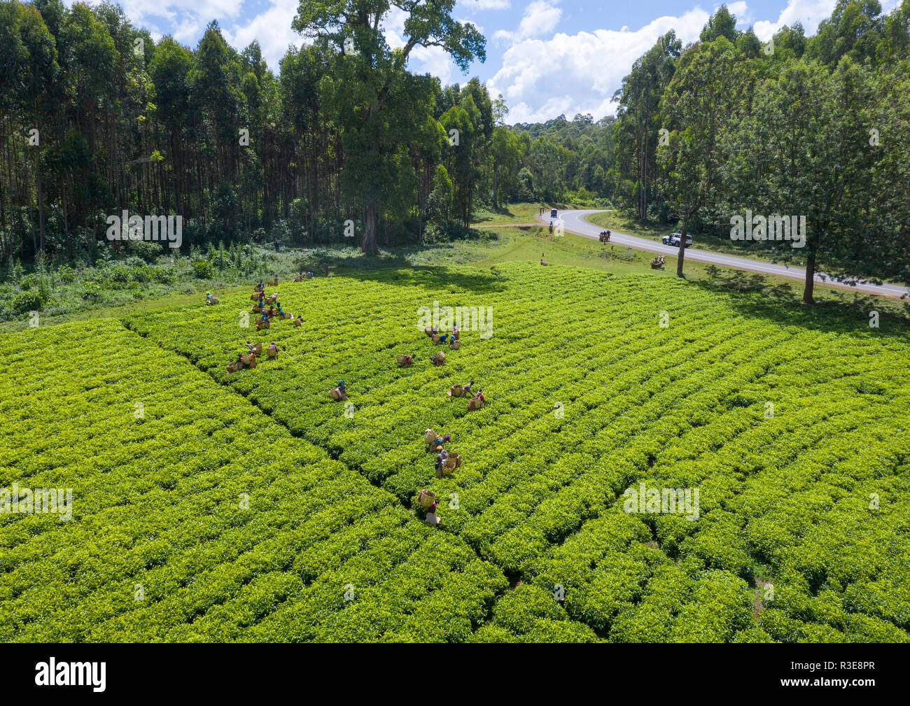 Aerial view of ethiopian people working at green tea plantation, Keffa ...