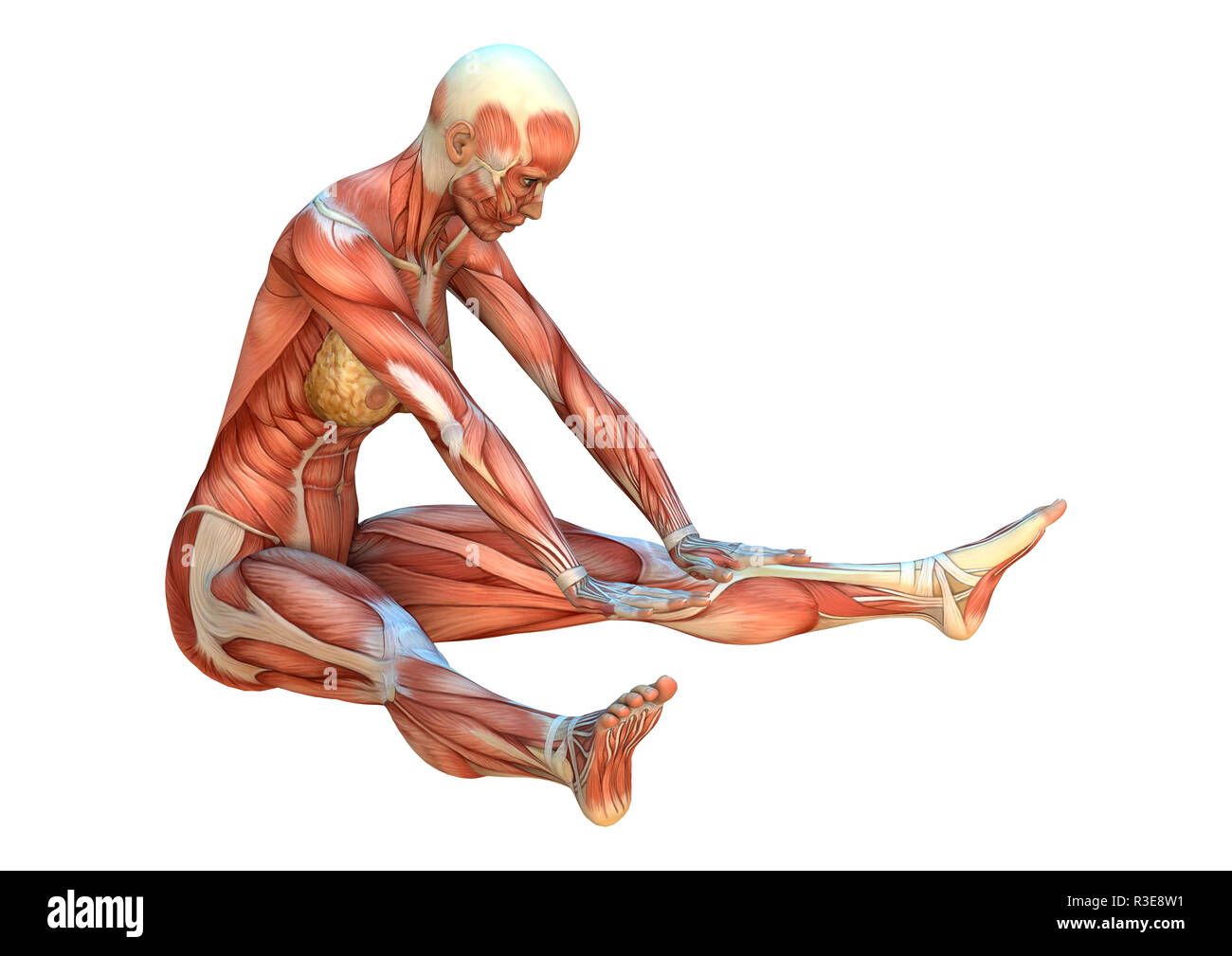 Human Muscular System Female Stock Photos & Human Muscular System ...