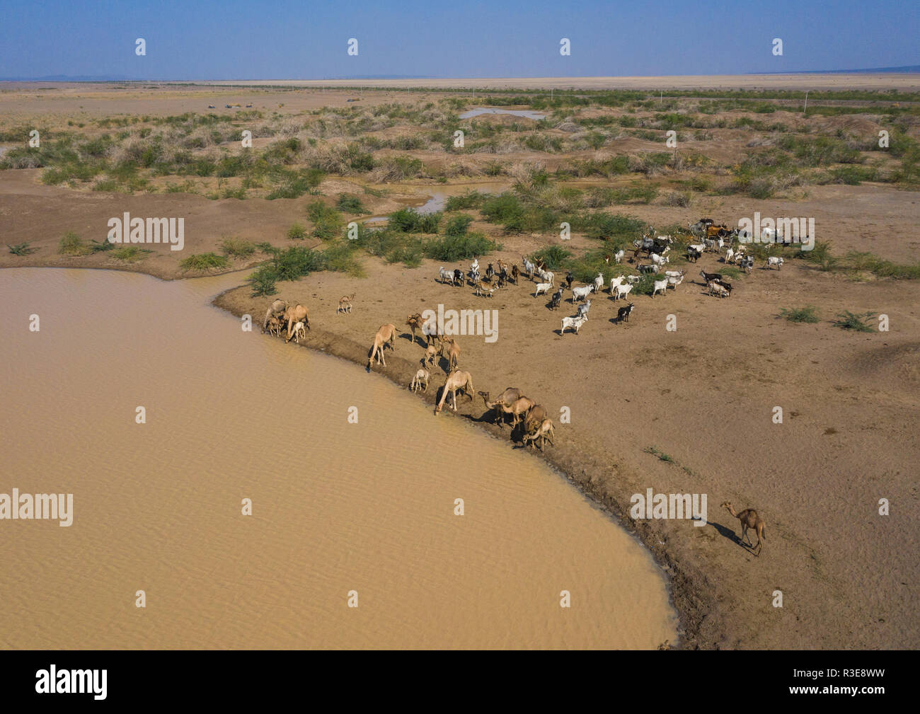 Aerial view of cows and camels drinking water in a lake, Afar region ...