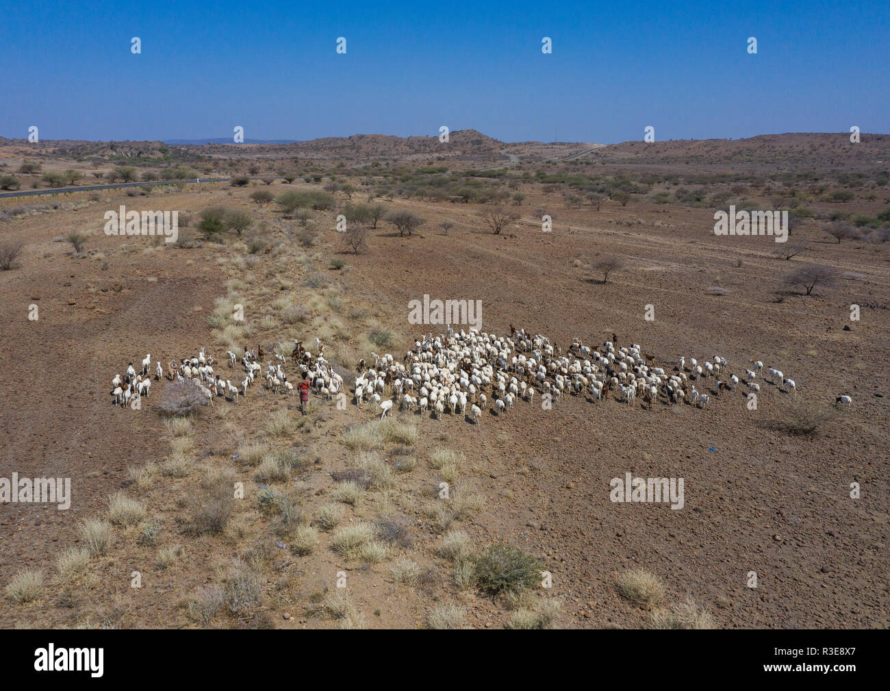 Aerial view of a flock of sheep in an arid area, Afar Region, Gewane ...